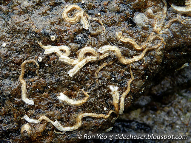 tHE tiDE cHAsER: Annelid Worms (Phylum Annelida) of Singapore