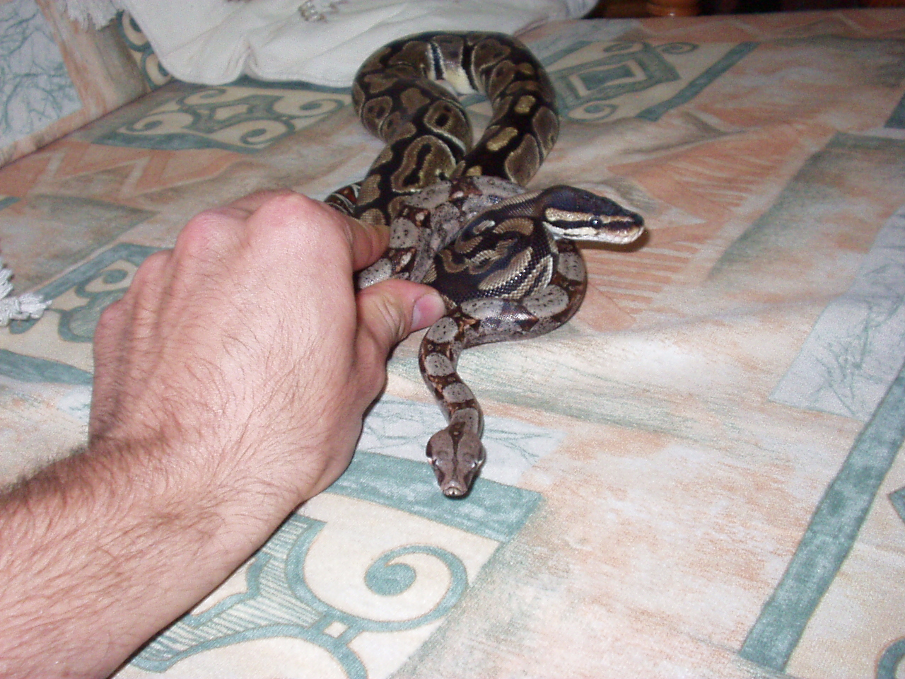 NaturaWest: Pitone Reale