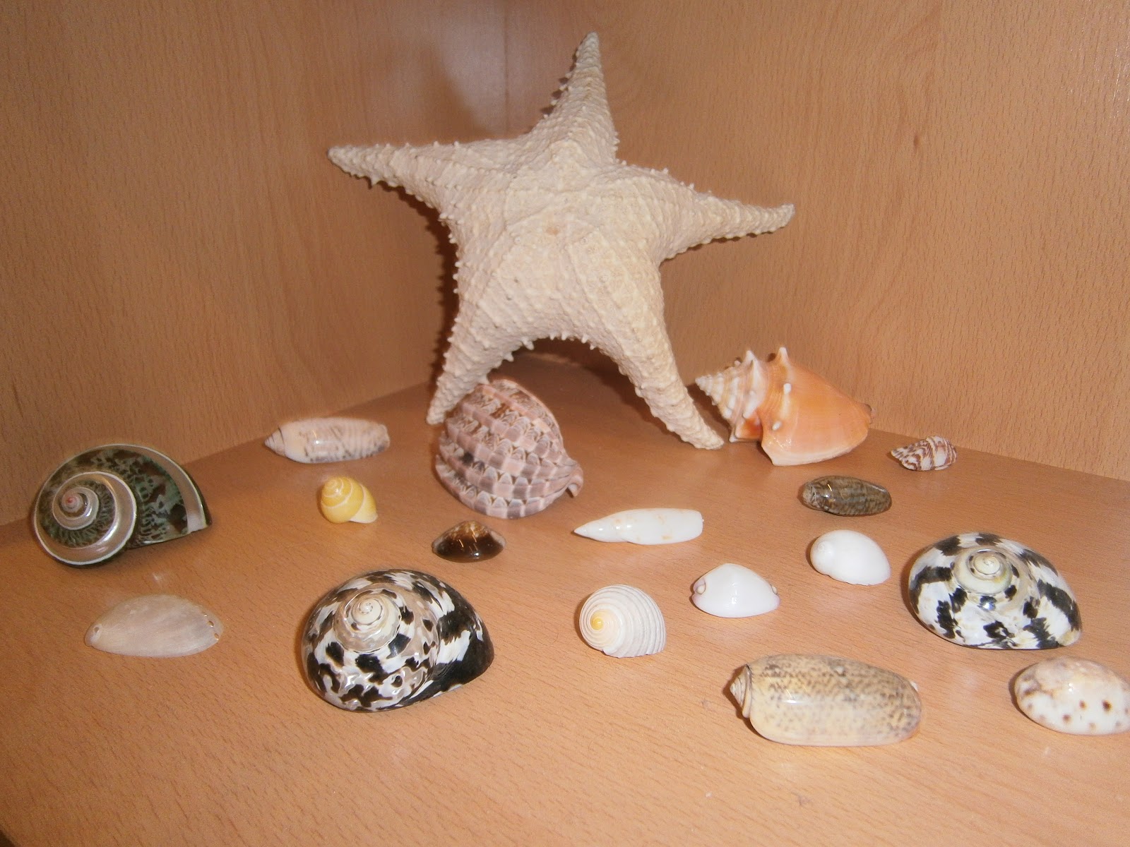 O mar... A minha coleção de conchas e búzios