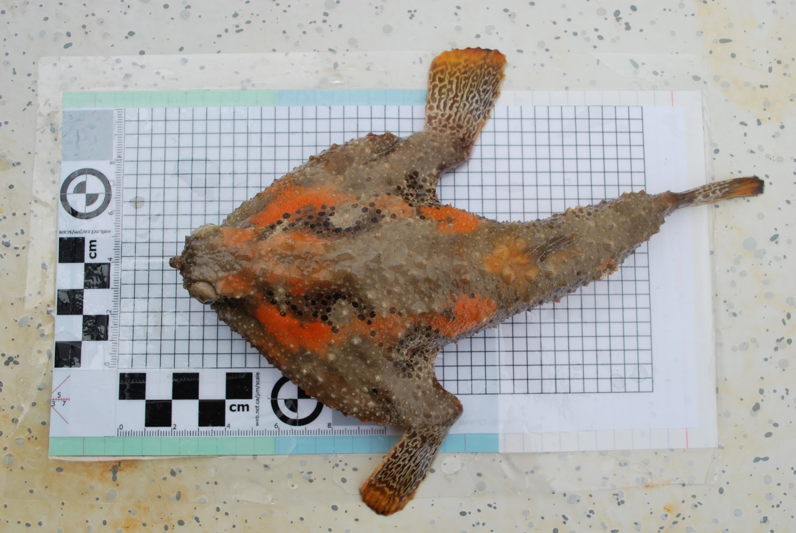 Stay In Touch With Collier County's Sea Grant Extension Program: The ...