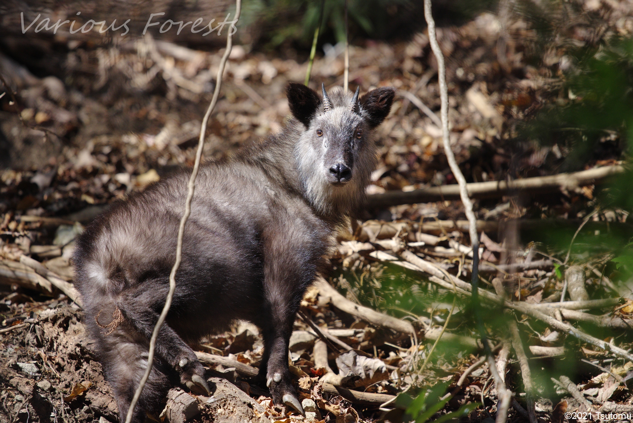 Japanese Serow