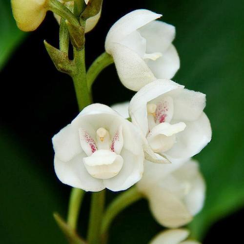 The Top 20 World’s Most Unusual Flowers (Rare Flower Names & Pictures)