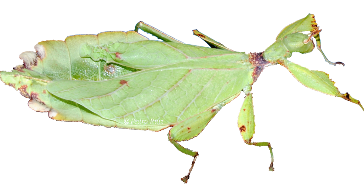 fasmidos.net: Phyllium jacobsoni, ficha de cría y fotografías.