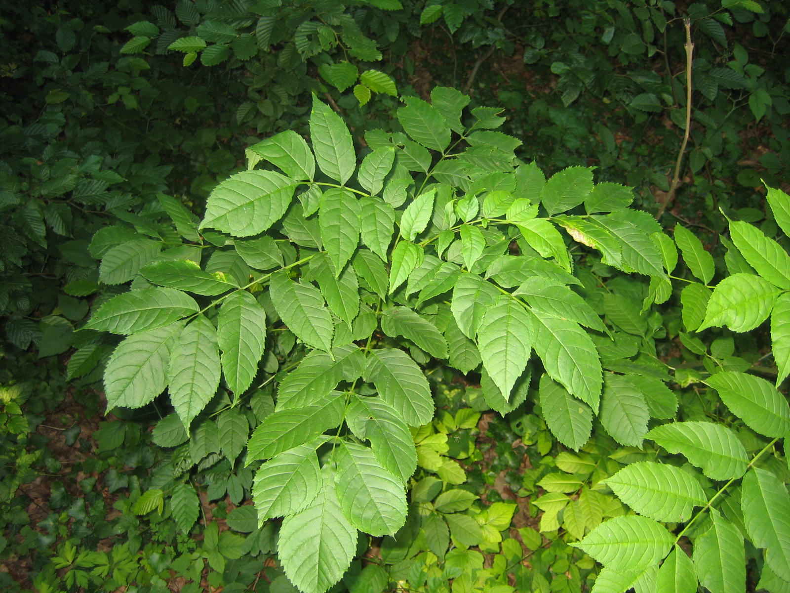 Hufrehe-Blog: Eschen