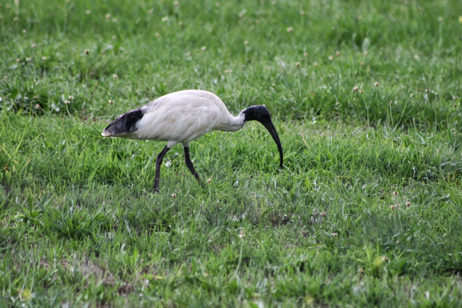 Australian Birds: CORRECTION (not a Straw-necked Ibis; an Australian ...