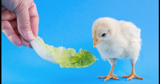 COMO SE PUEDE CRIAR UN POLLITO EN CASA