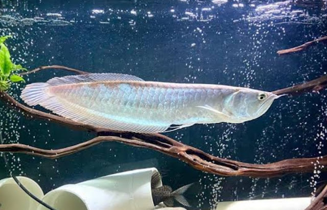 Silver Arwana: Panduan Lengkap, Perawatan, Pembibitan, Pemberian Makan ...