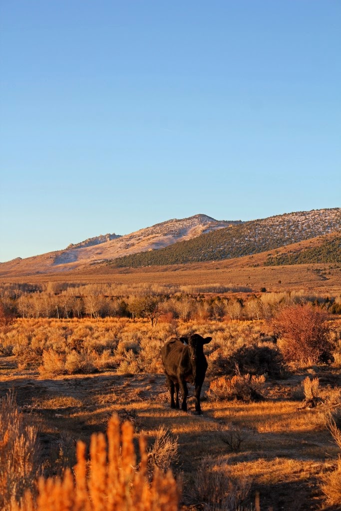 An Active Meditation on Western Living: Early Morning Ranch Life, Ruby ...