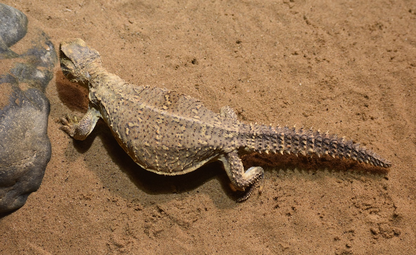 ZOOTOGRAFIANDO (6.100 ANIMALS): LAGARTO DE COLA ESPINOSA IRAQUÍ / IRAQI ...