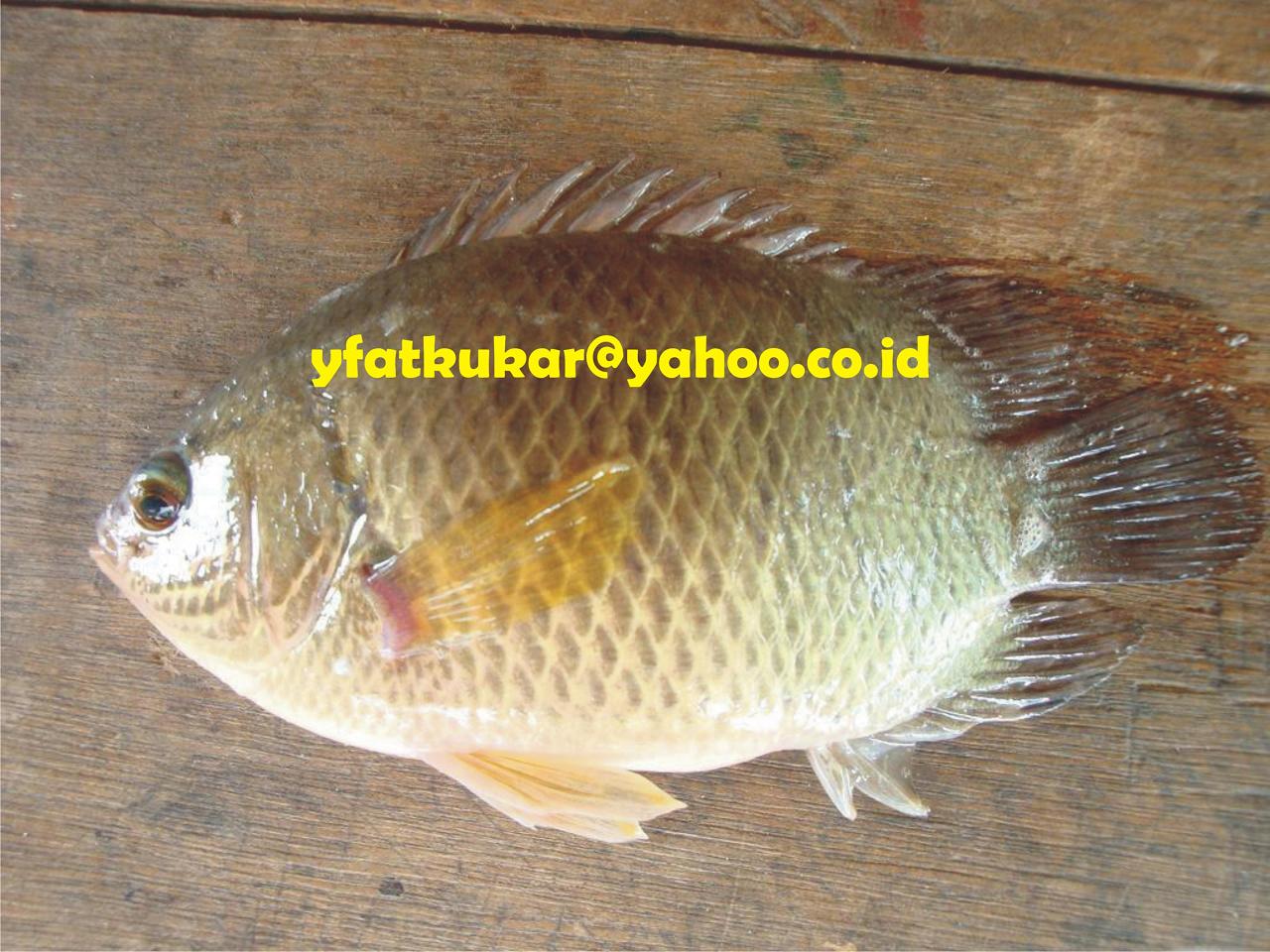 Ikan Sungai Mahakam: Tempe (Pristolepis fasciata )