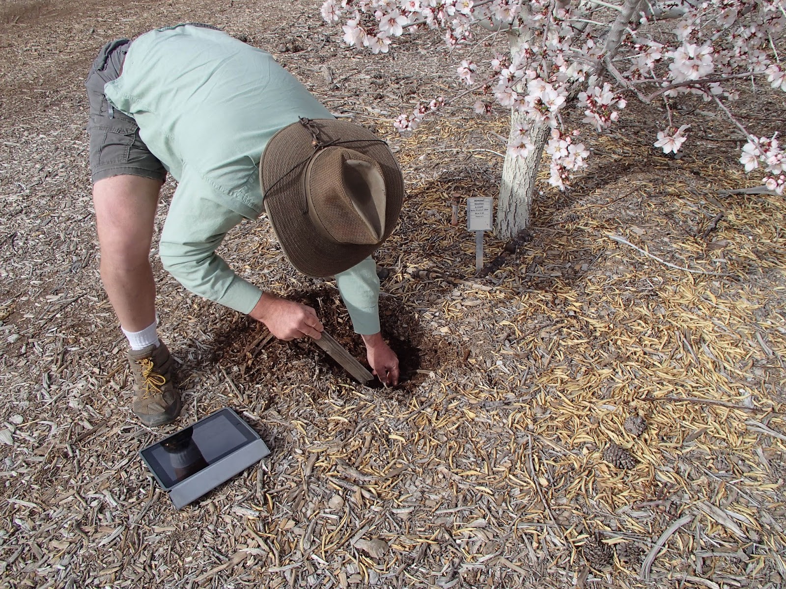 Xtremehorticulture of the Desert: Run Drip Irrigation Any Time