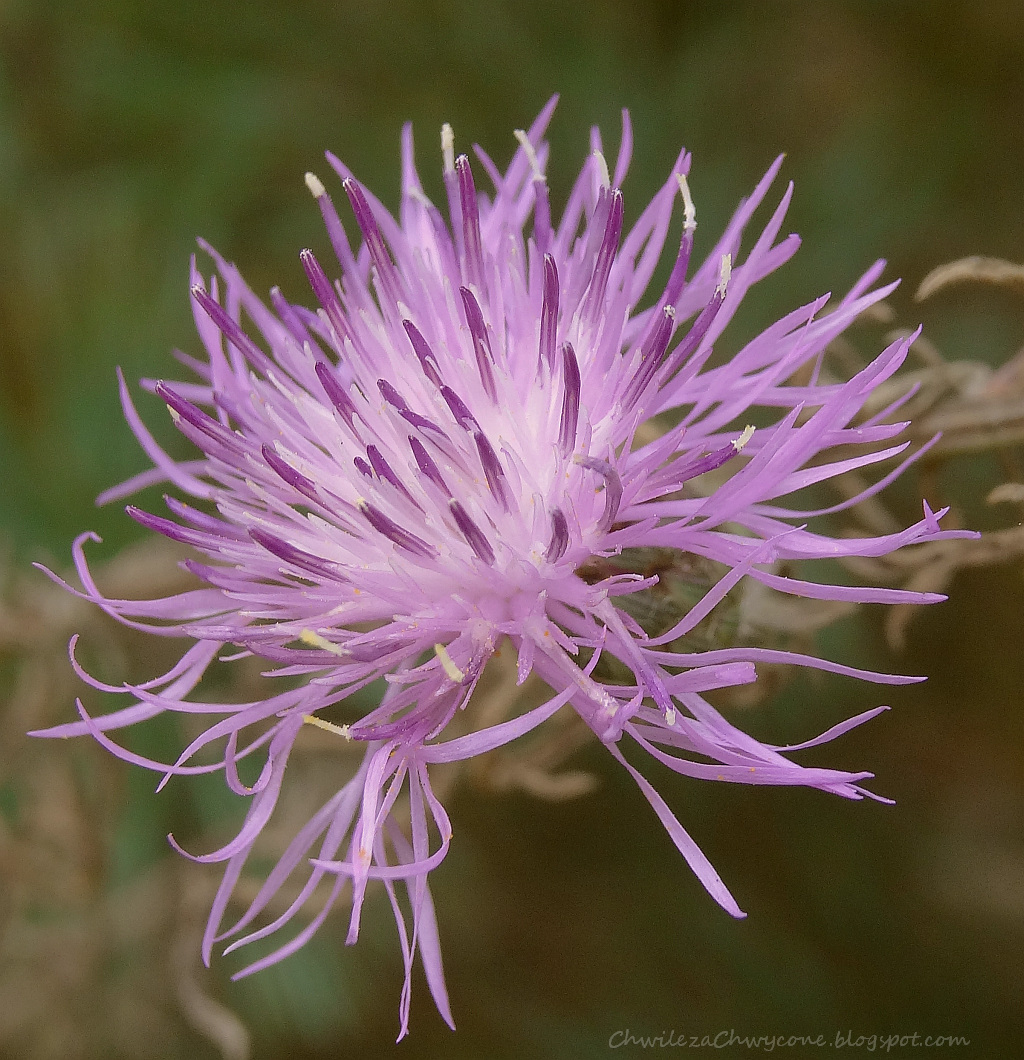 Chwile zaChwycone: Chabry z mojego lasu. Kwitnące