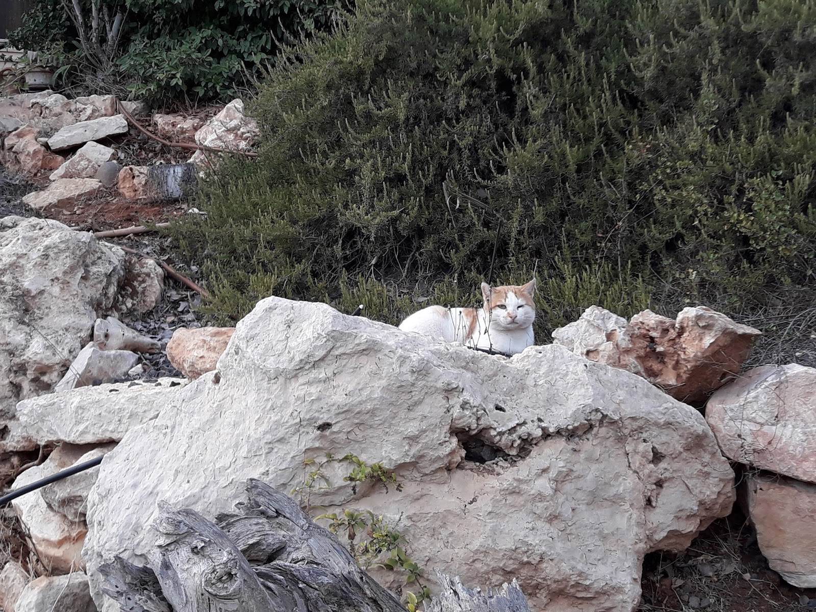 A Jewish Grandmother : Cats have an Easy Life