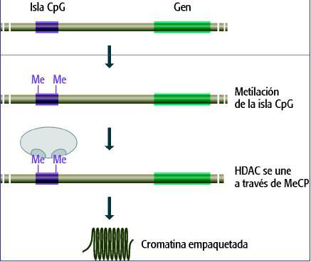 Leucemia Mieloide Aguda: Epigenética y LMA