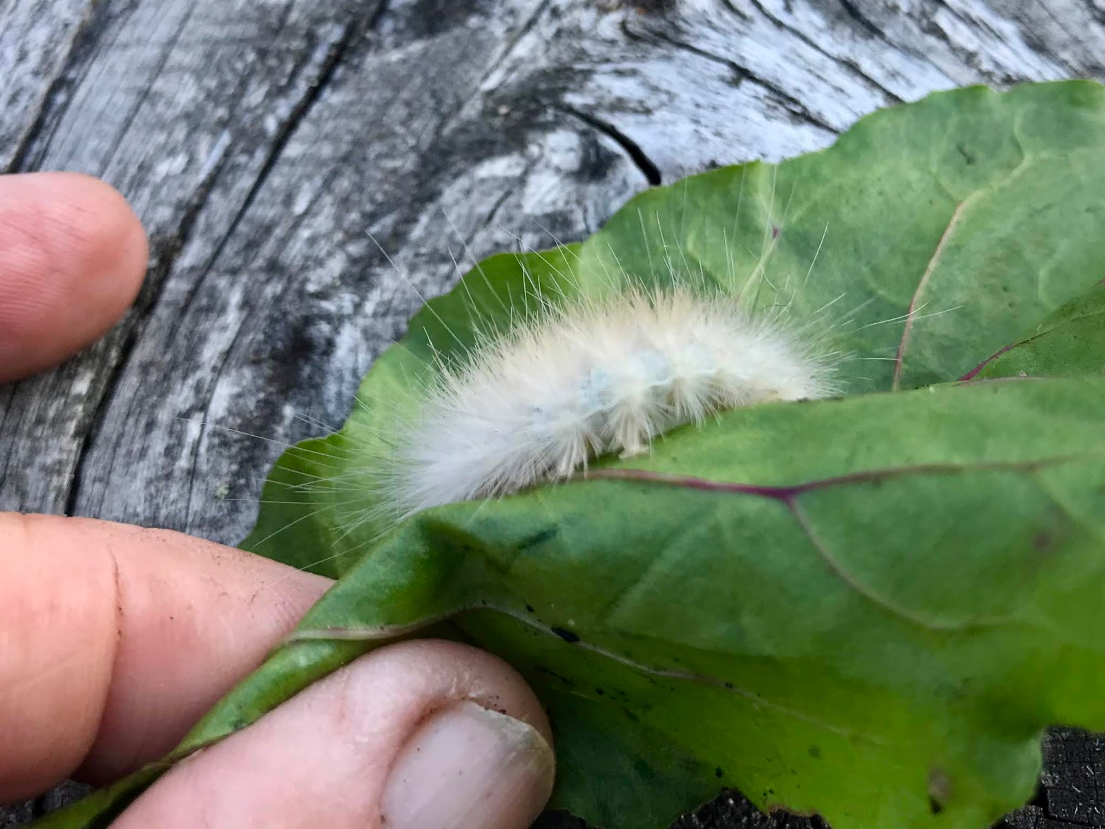 Powell River Books Blog: Coastal BC Insects: Yellow Woolly Bear Caterpillar