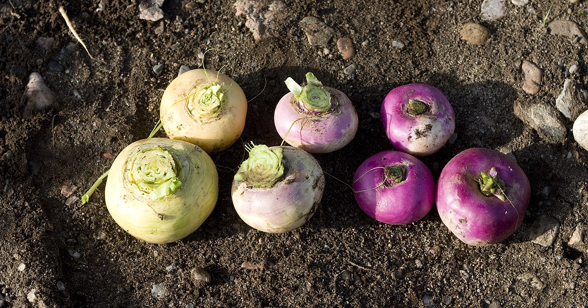 Grønns(m)ak: Hvordan dyrke nepe