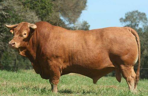 ALTO IMPACTO PRODUCTIVO PARA LOS GANADEROS DEL TROPICO. CONOCE LA RAZA ...