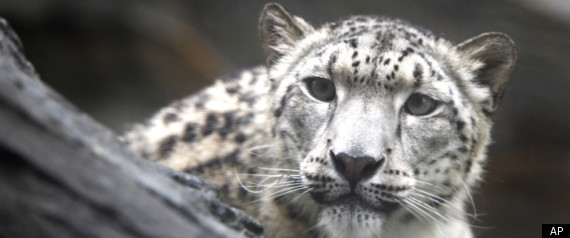 Pişi & Squeak: Afghan Snow Leopards