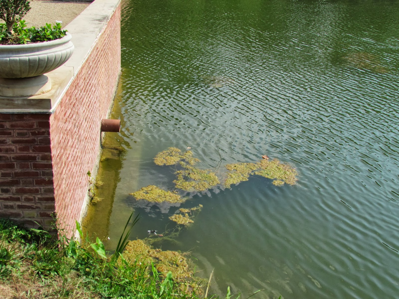 Wetland Hydrology Indicators: Algal Mats