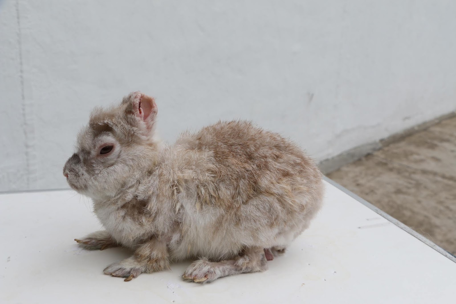 Be Kind To Pets, Vet case studies, Photography tips, Travel Stories ...