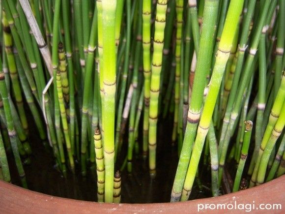 POHON BAMBU AIR - kebon kembang bogor