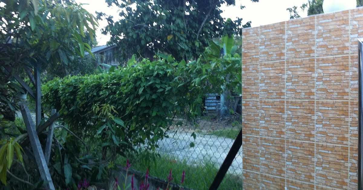 My Experimental Garden: four angle bean