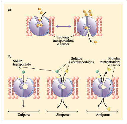 BIOLOGIA26: mecanismos de transporte