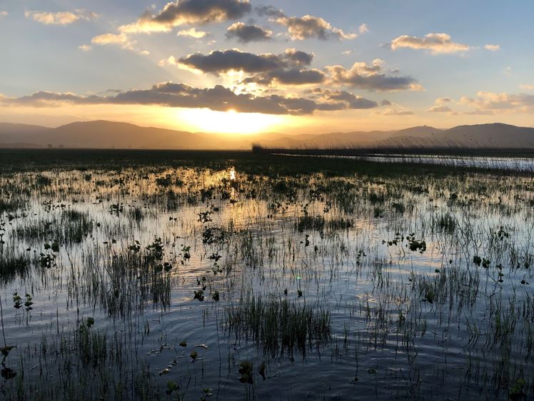 GOSTUJOČE PERO: ALEN PLOJ - SKRIVNOSTNE PTICE CERKNIŠKEGA JEZERA