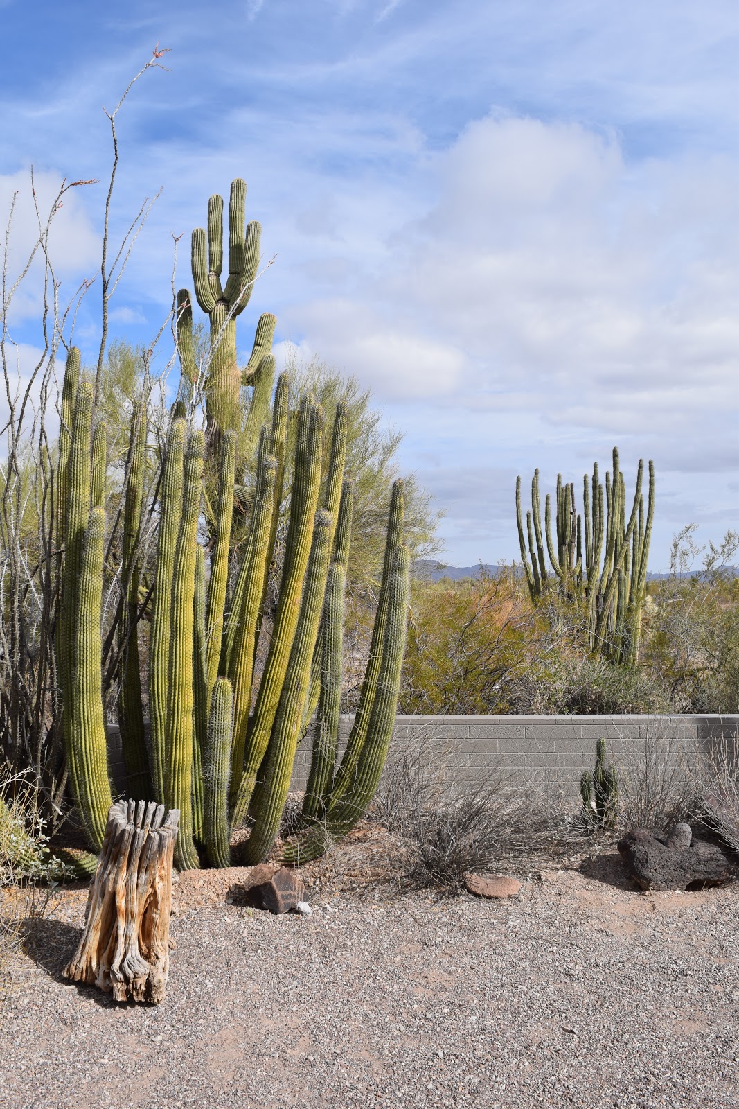 HappiLeeRVing: Organ Pipe Cactus National Monument