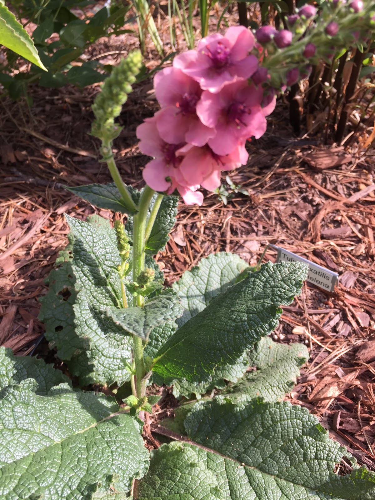 Verbascum Raden Pedia verbascum-raden-pedia