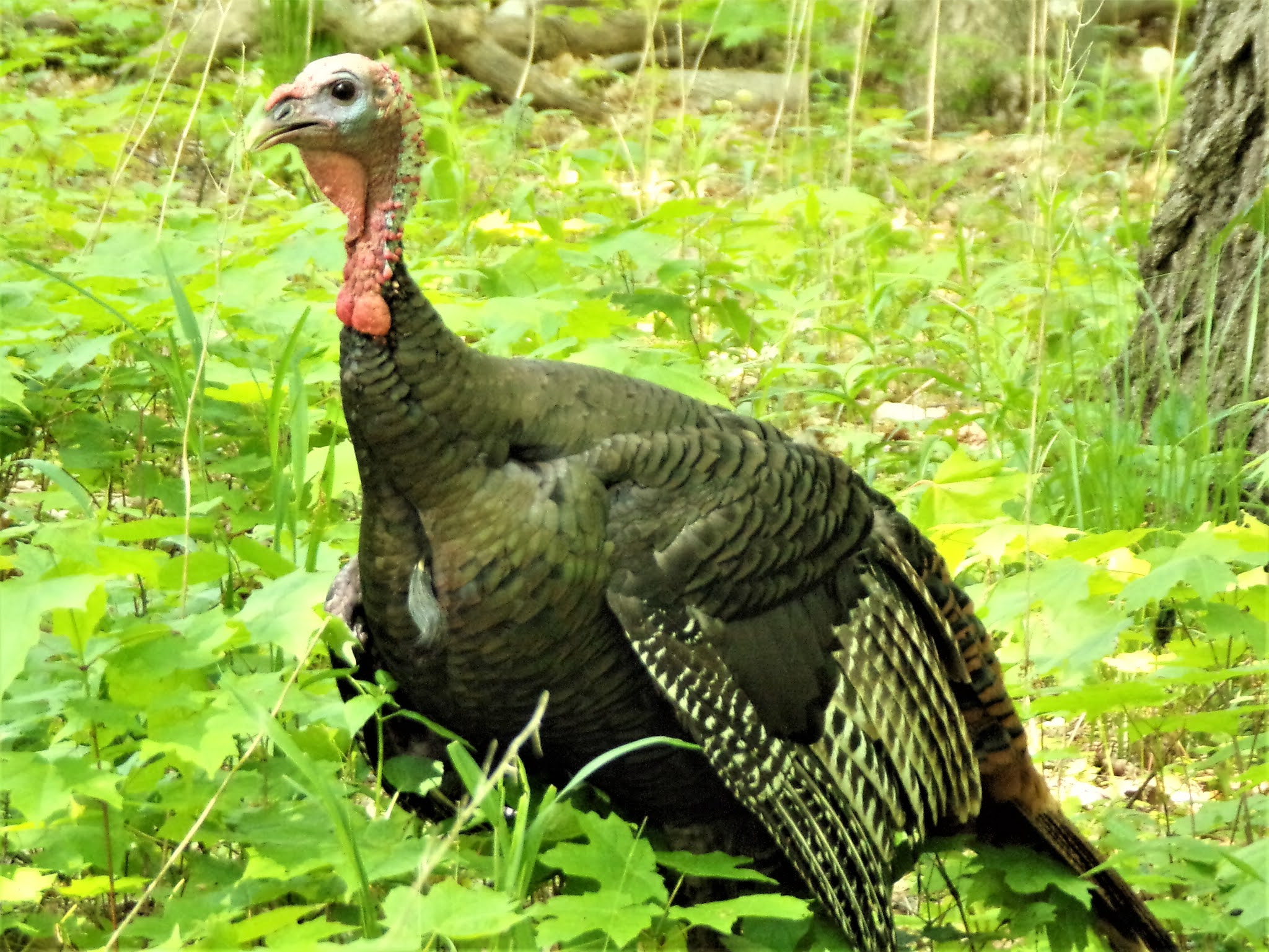 Some Turkey Photos