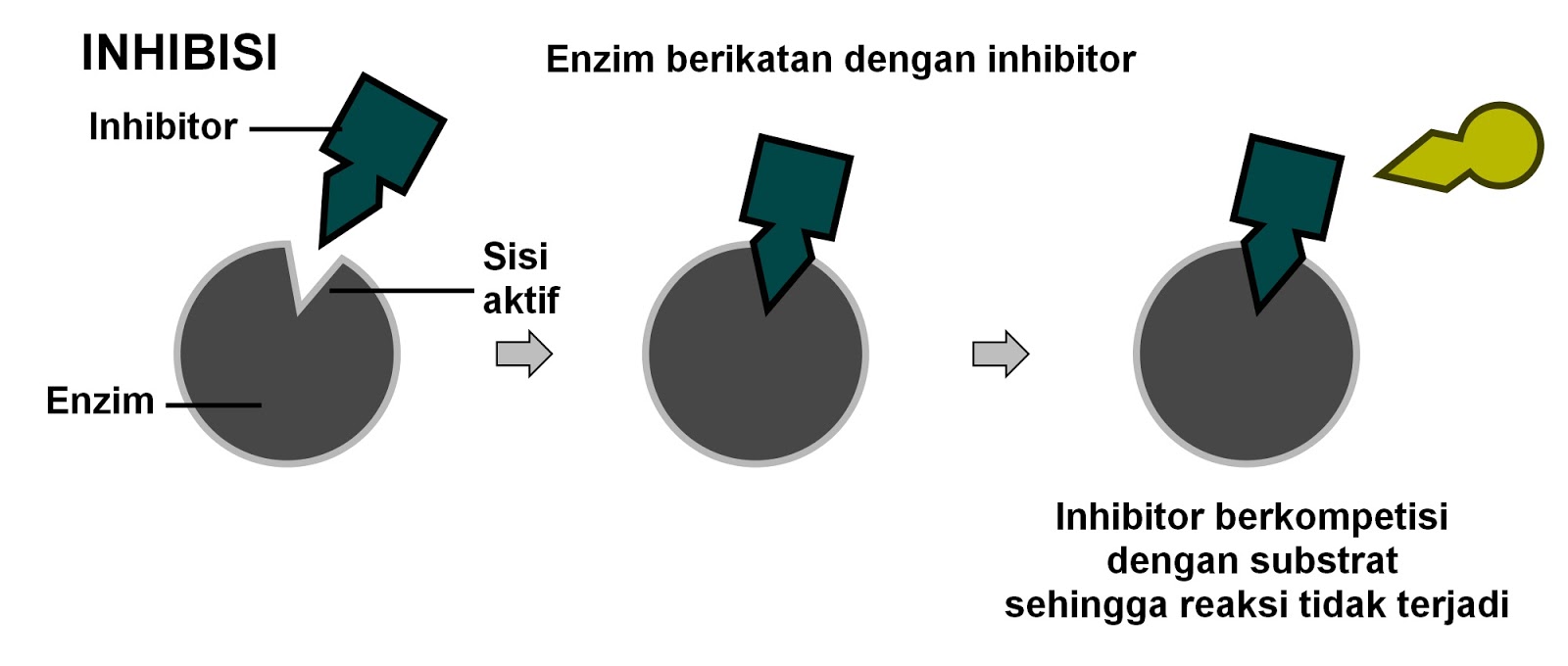 Enzim: Cara Kerja, Sifat, Fungsi, dan Faktor yang Mempengaruhinya ...