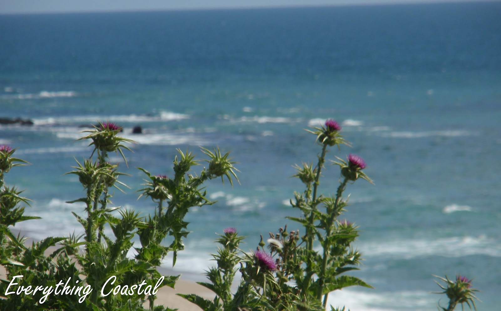 Everything Coastal: Spring on the California Coast