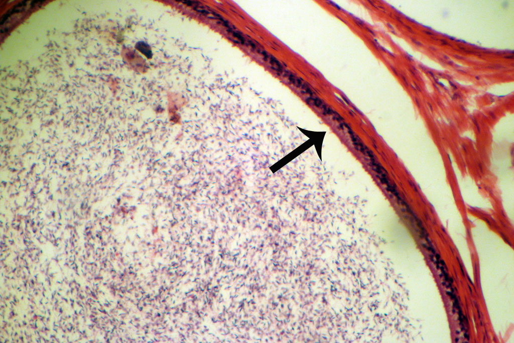 Histologia UFJF: Lâmina 33 - Epidídimo