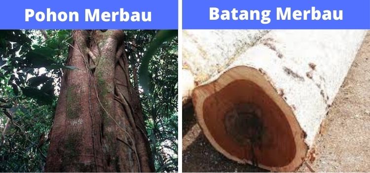 Begini Perbandingan Kayu Merbau dan Kayu Bengkirai - pro rumah