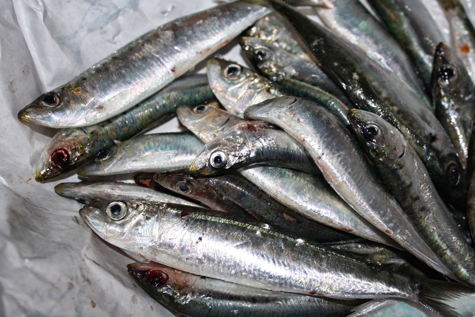La Cuciniera Moderna: Pasta con le sarde a modo mio