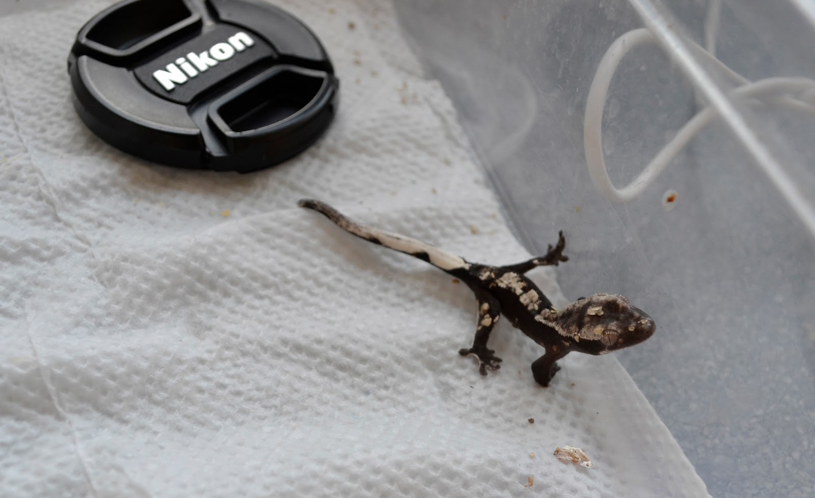 Crested Geckos Blog: First monochrome baby of 2013, proudly introducing ...