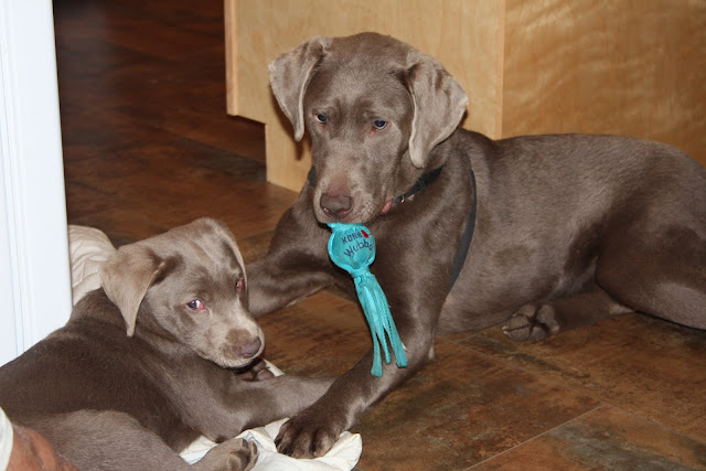 Silver Lab Puppies