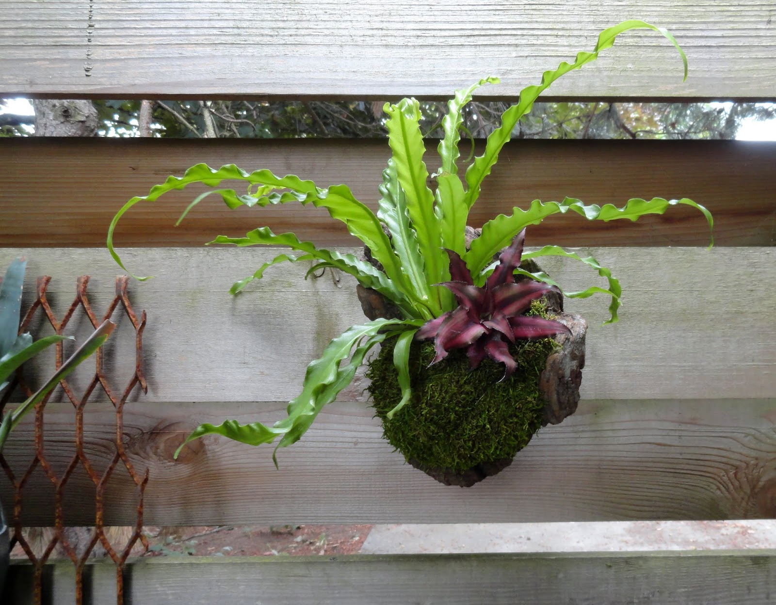 danger garden: Experiments in vertical gardening