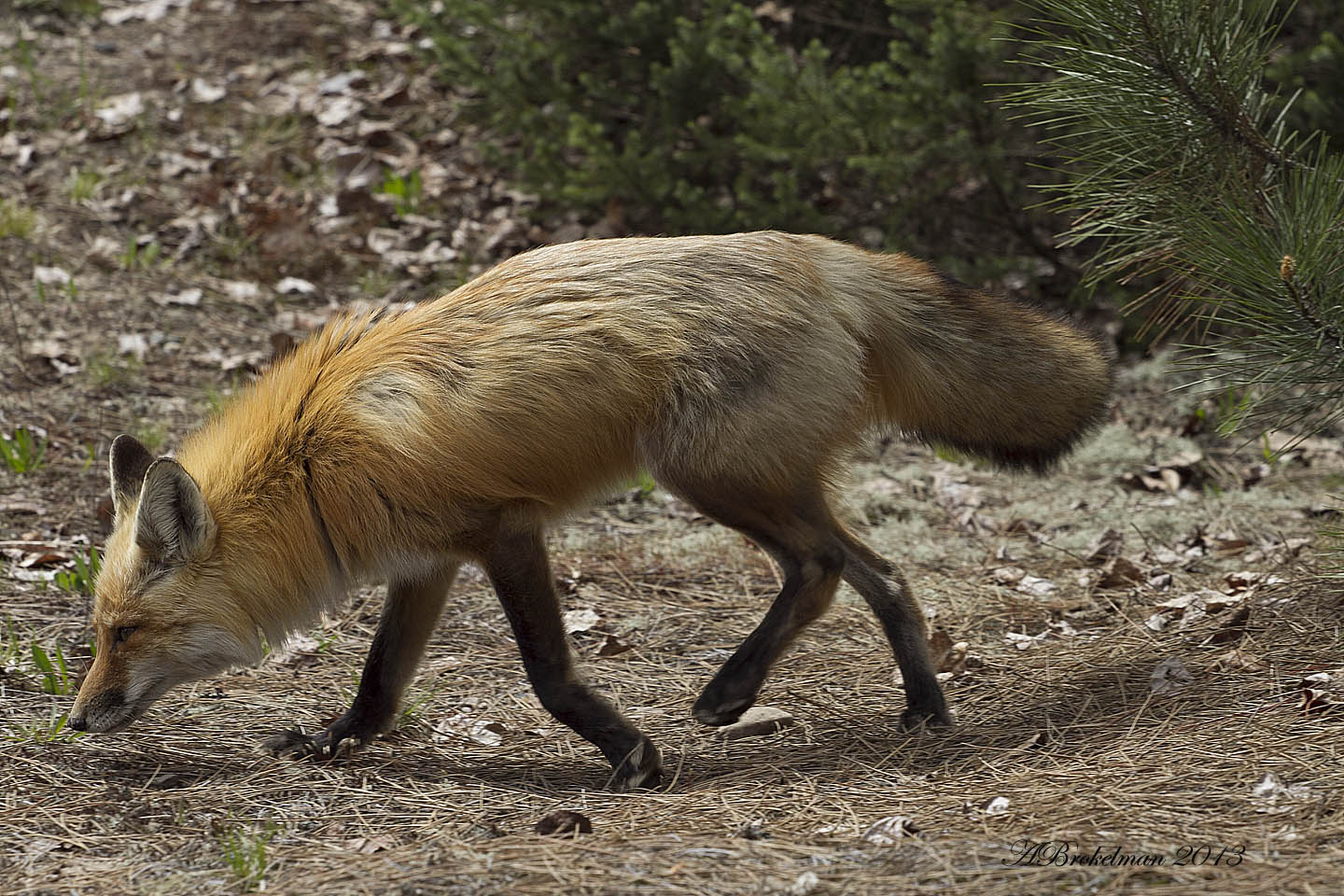 Ann Brokelman Photography: Red Fox - male May 2013