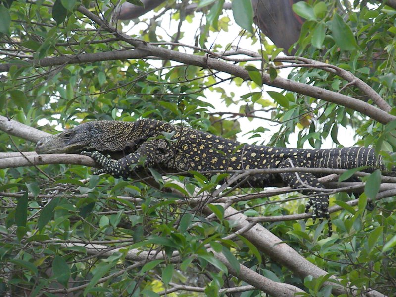 The Zoo Review: Species Fact Profile: Crocodile Monitor (Varanus ...