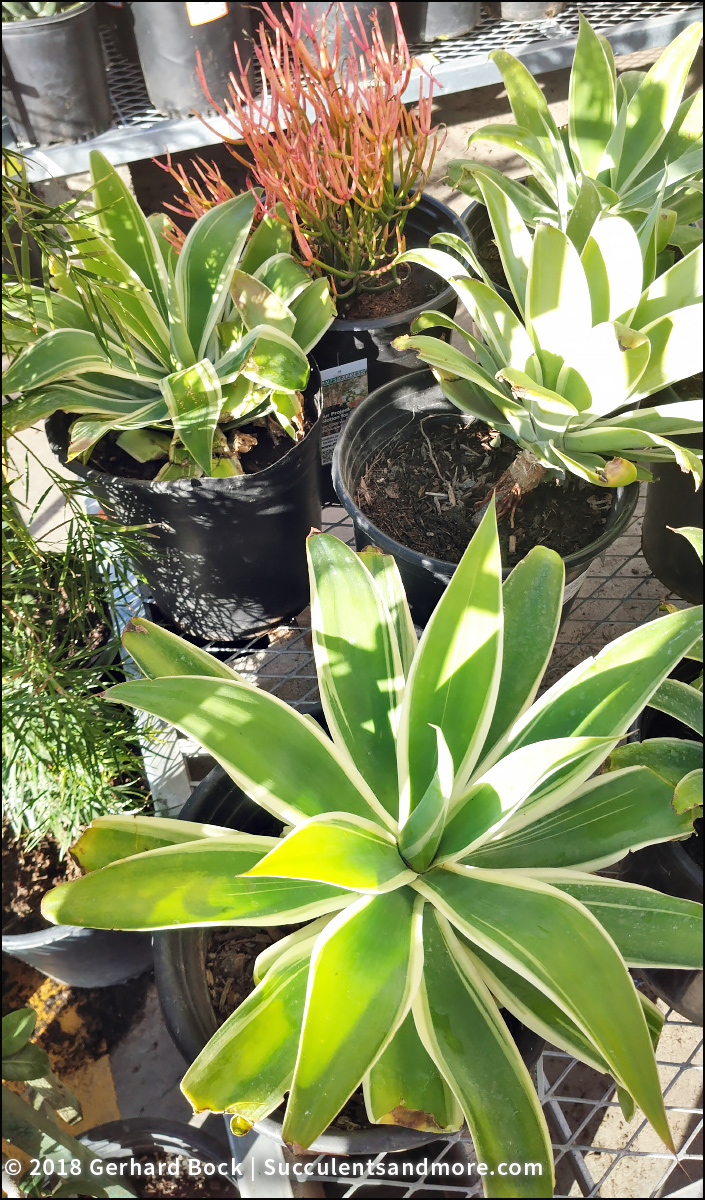 I discovered a great nursery—and it's a Home Depot!