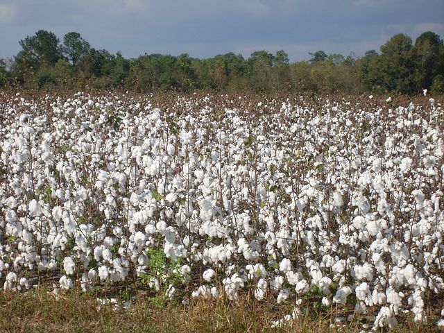 Cotton Textile Industry In India cotton-textile-industry-in-india