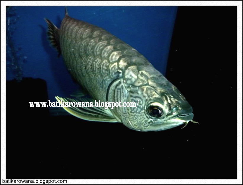 Batik Arowana 图 腾 金 龙: Golden Head Batik Arowana??????