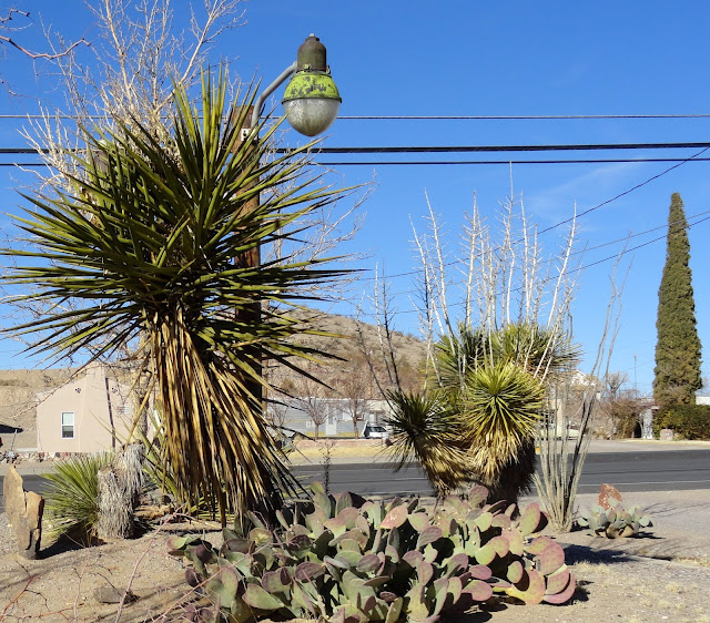 danger garden: Meanwhile, back at the Cactus Ranch...