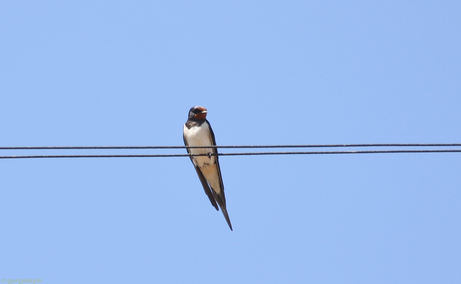 Ilyen a természetünk: Füsti fecske ficsereg