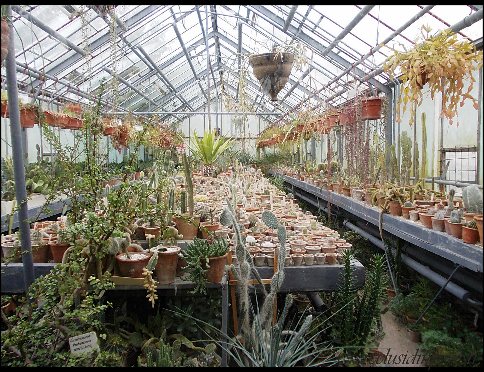 Cercelusii Marrei: Gradina Botanica Iasi