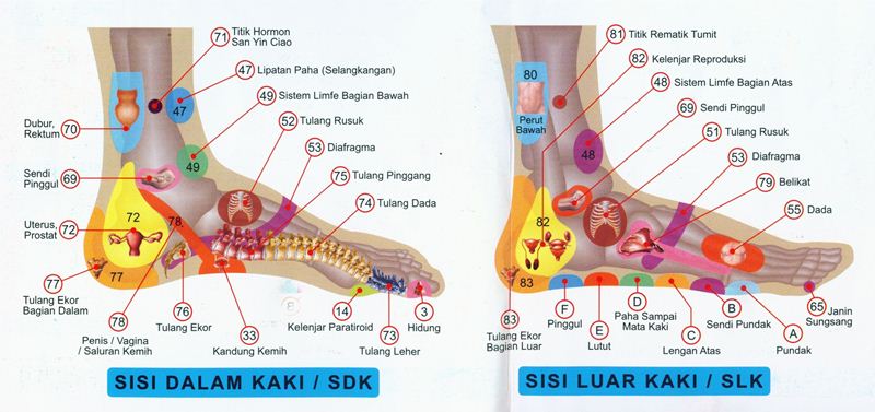 Titik syaraf organ manusia ada ditelapak kaki(Refleksi)