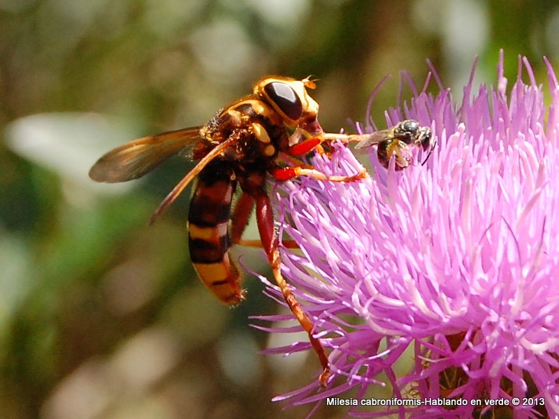 Hablando en verde: La mosca que simulaba ser una gran avispa