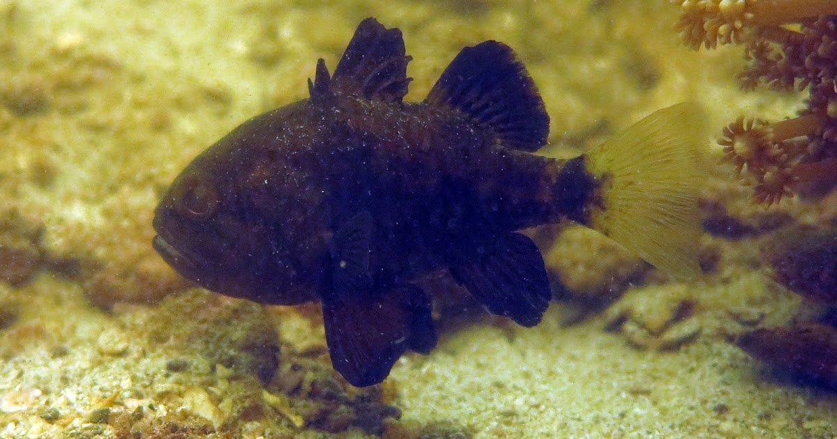 紫疏蘿 (Dark cardinalfish)